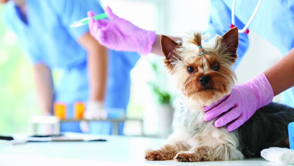 Veterinary Medical Waste Disposal | MedCycle LLC